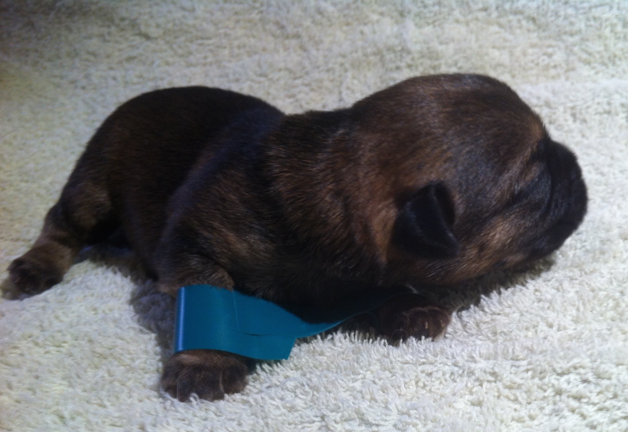 Photographic Guide to Saving Swimmer Puppies | Some Thoughts About Dogs